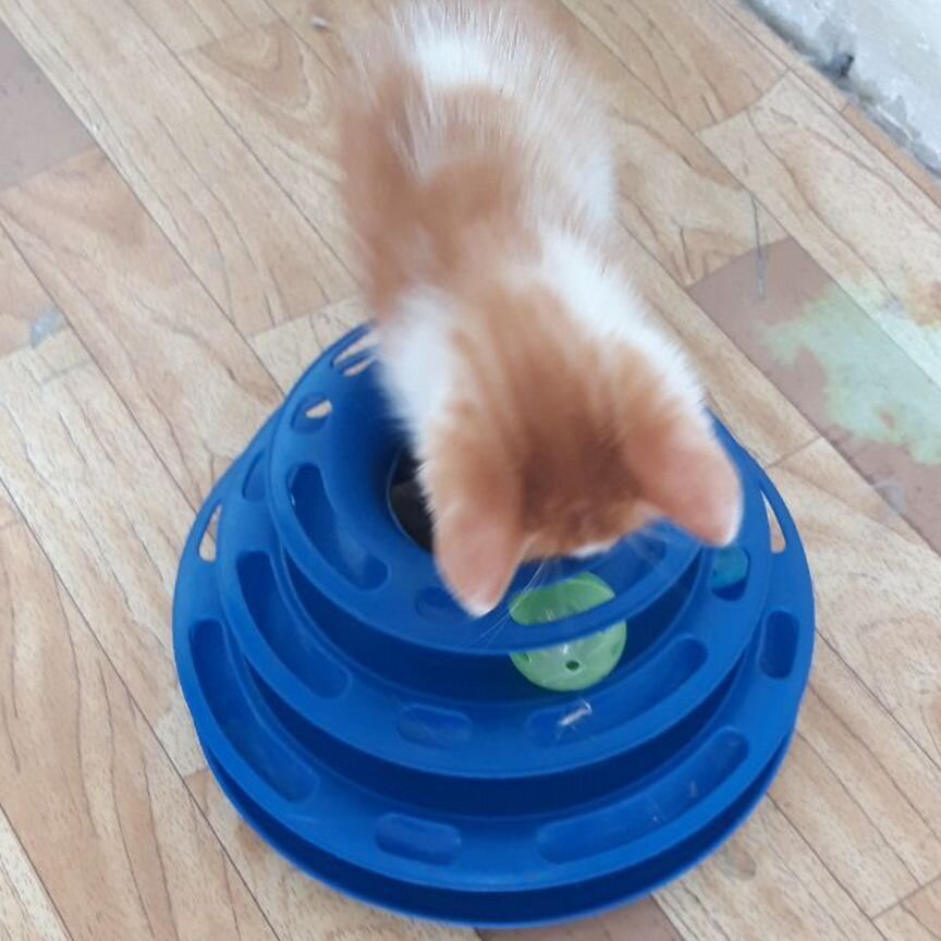 Кот