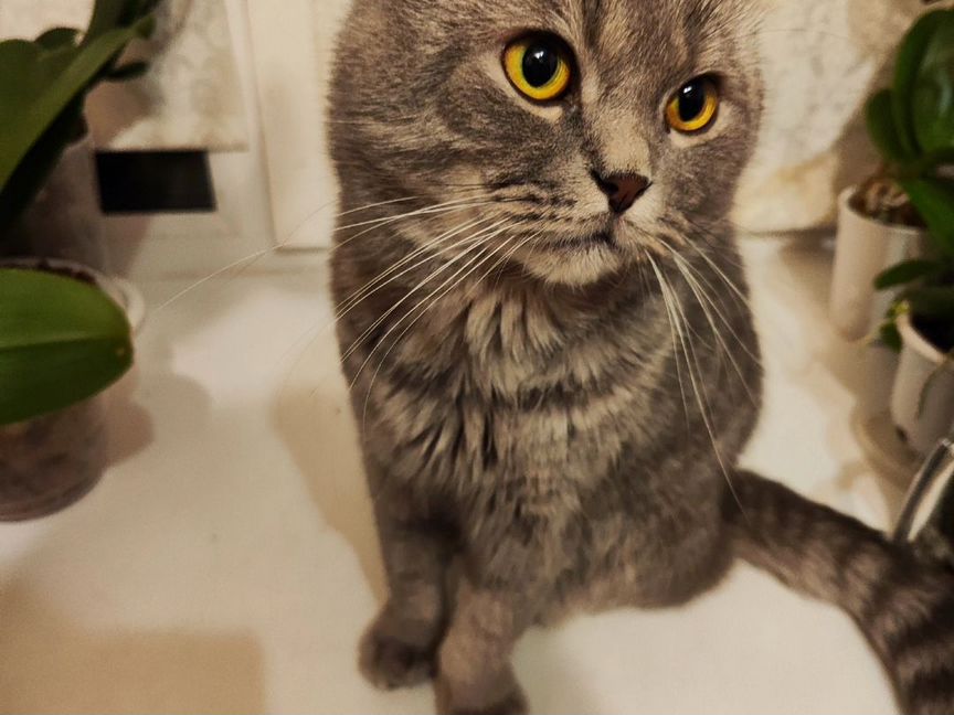 Шотландский кот вязка