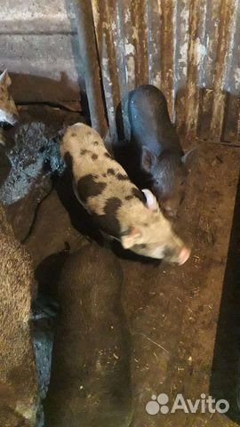 Вьетнамск вислобрюхий поросенок