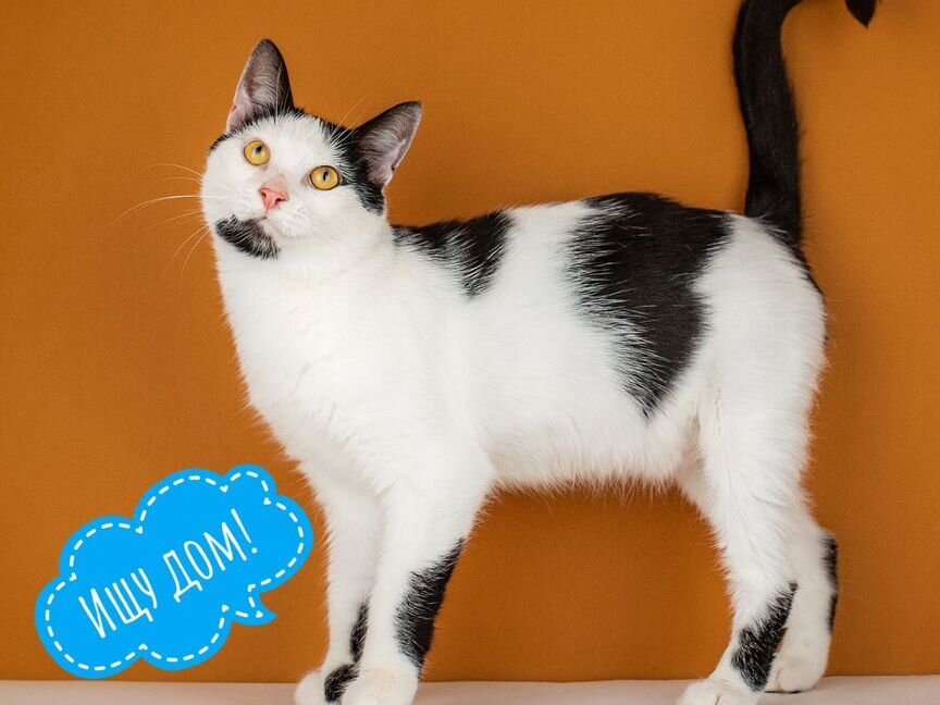 Черно - белый кот Майкрофт ищет семью