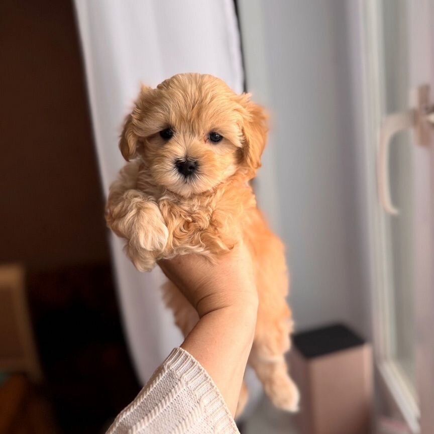 Мальтипу микро