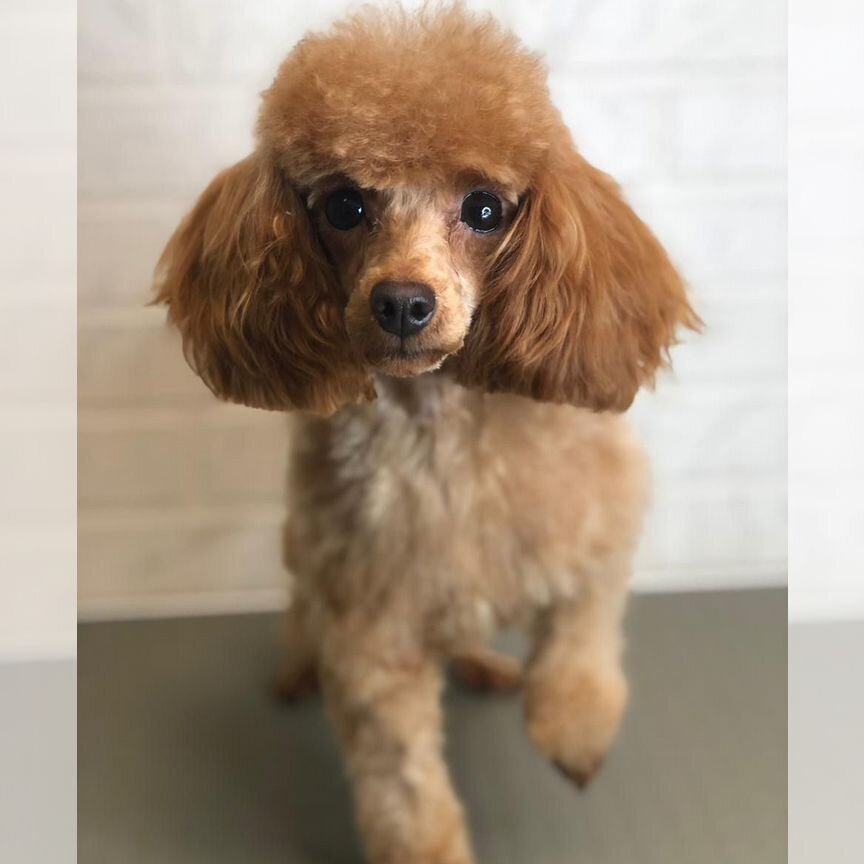 Той-пудель, взрослая собака