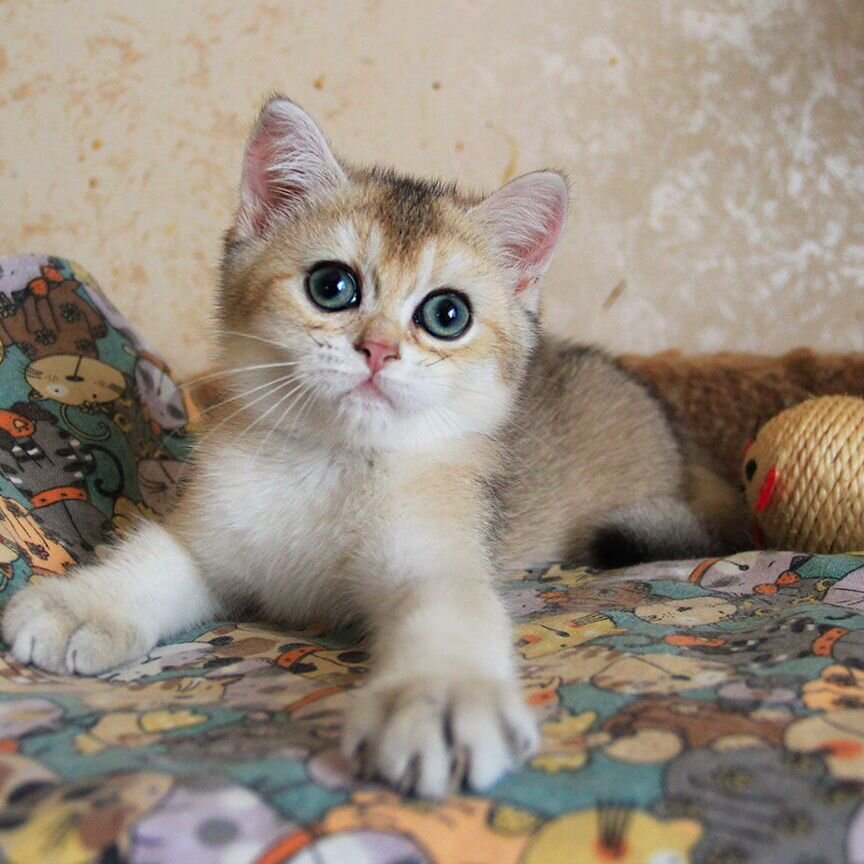 Добрыня - золотистый затушёванный котик