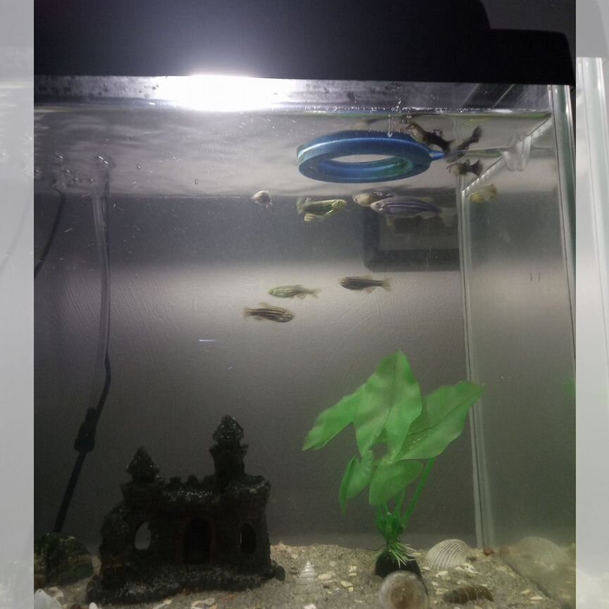 Аквариумные рыбки