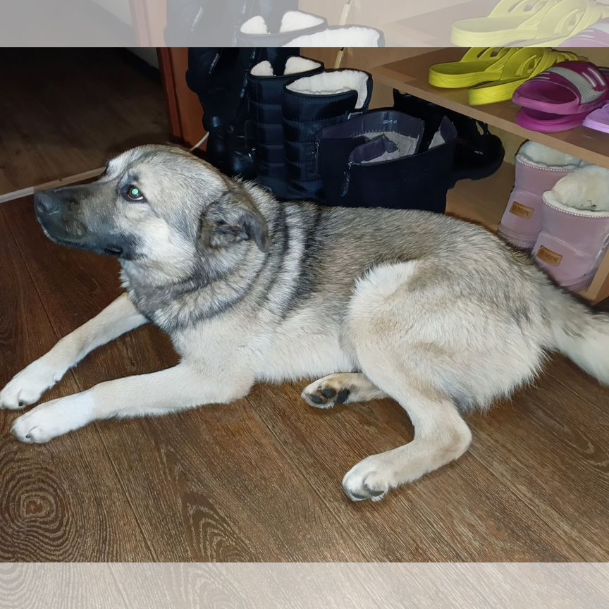 Взрослый пёс в добрые руки