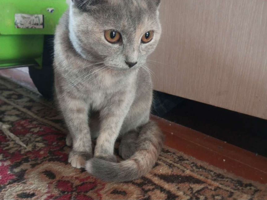 Кошка