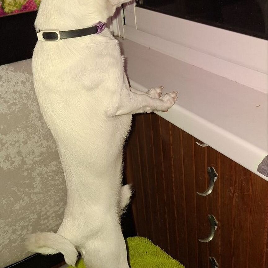 Чихуахуа, вязка