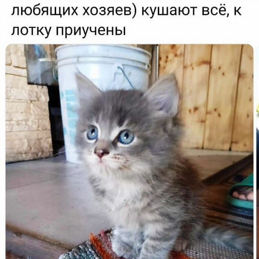 3 кошечки и 2 котика ищут любящих хозяев