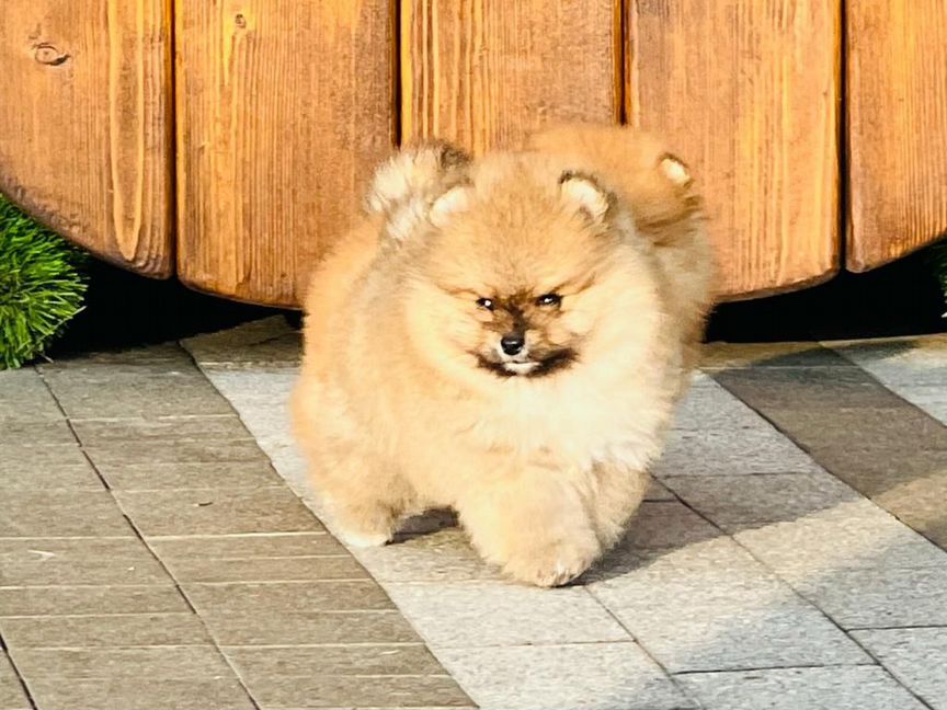 Бомбическая девочка Мишка Boo