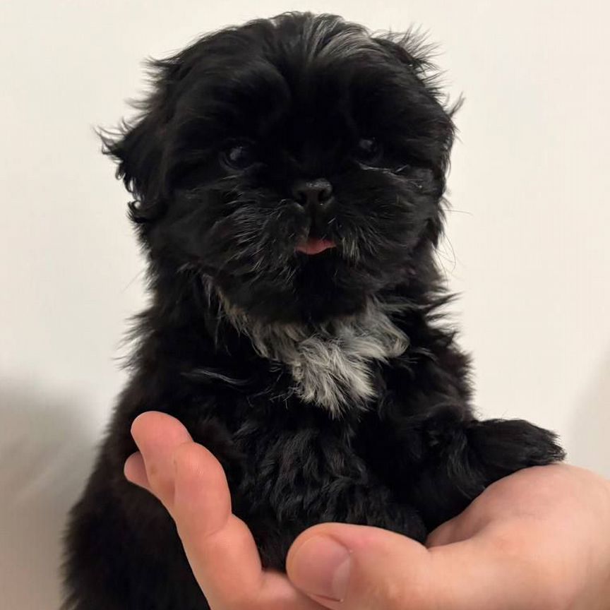 Ши-тцу, щенок