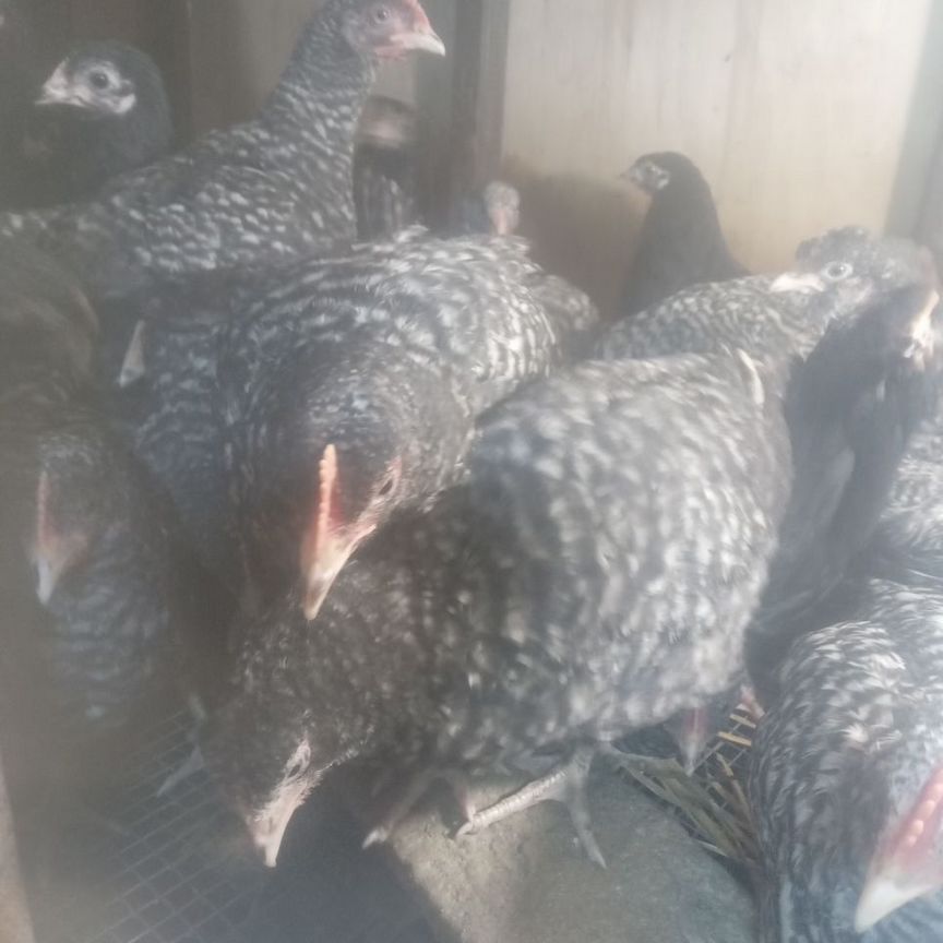 Цыплята джерсийский гигант и ломан-браун