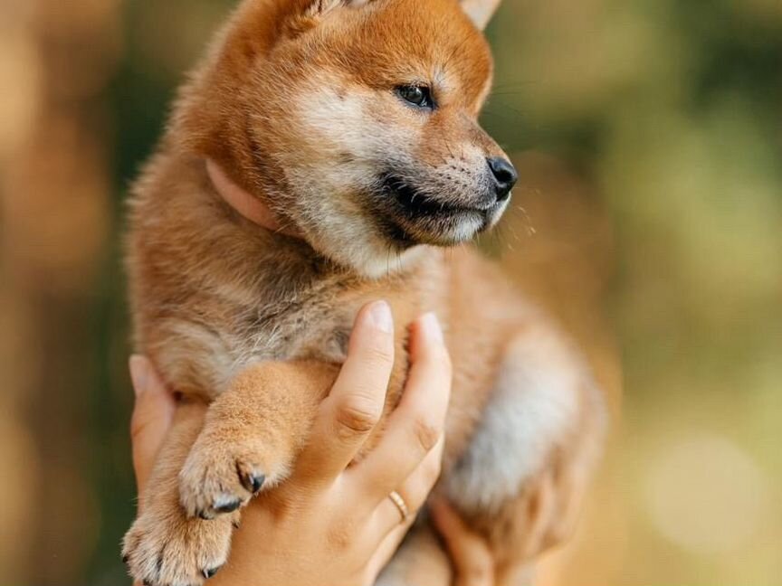 Щенок сиба-Ину