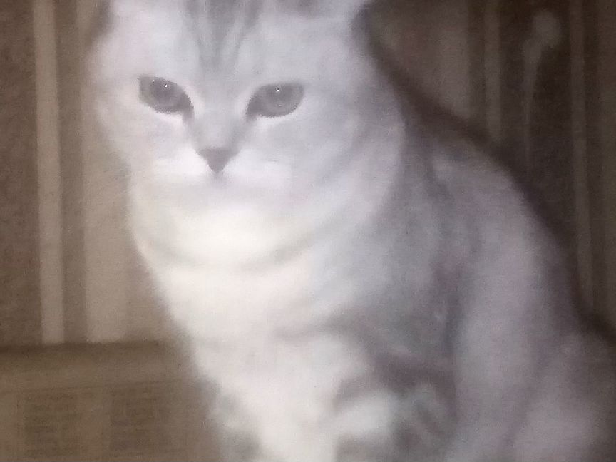 Кот Патрик в добрые руки