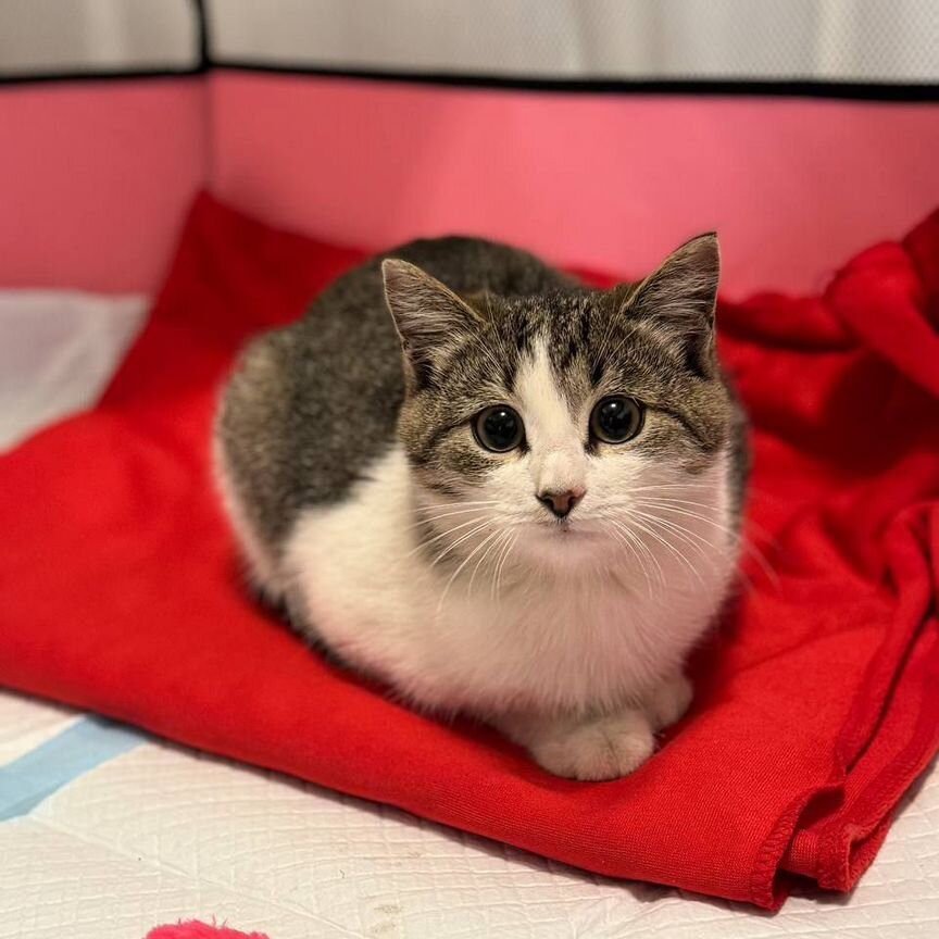 Котенок ищет дом