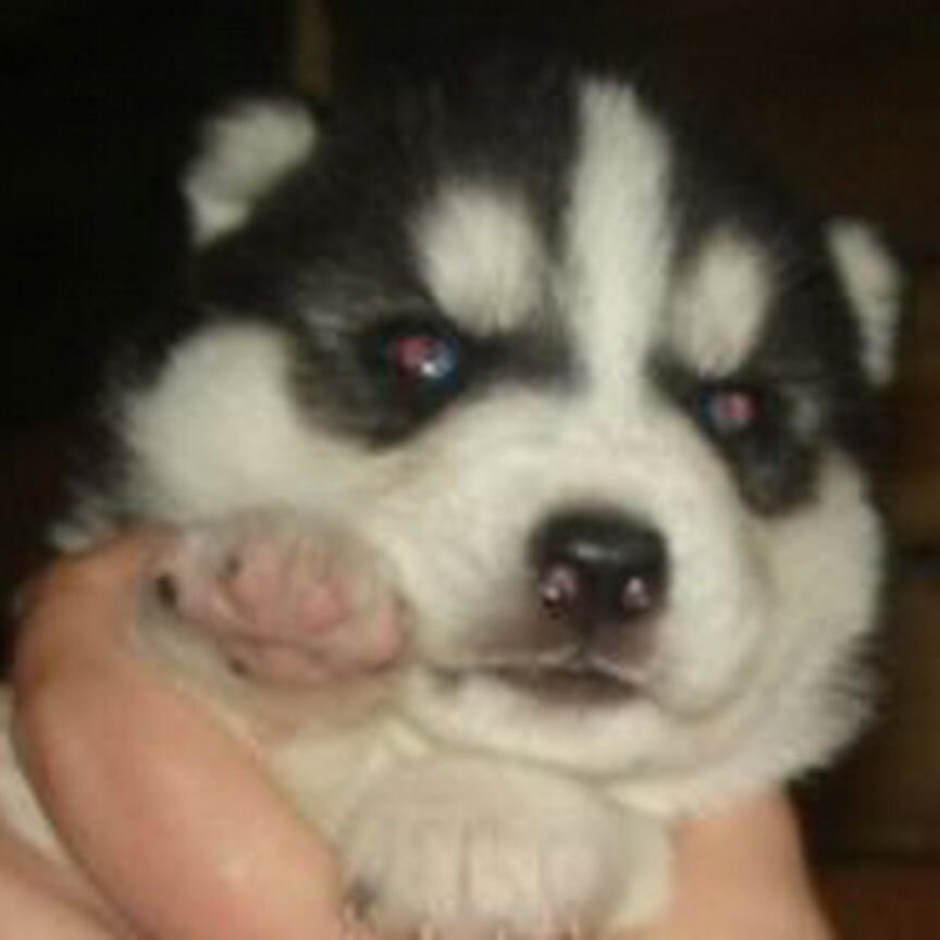 Замечательные щенята хаски