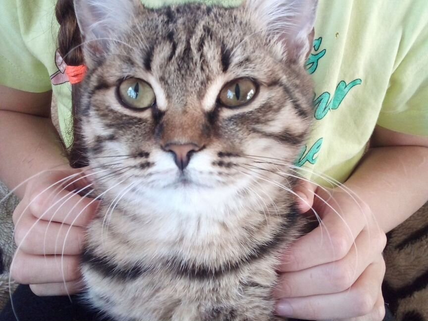Кошка мыши ловка