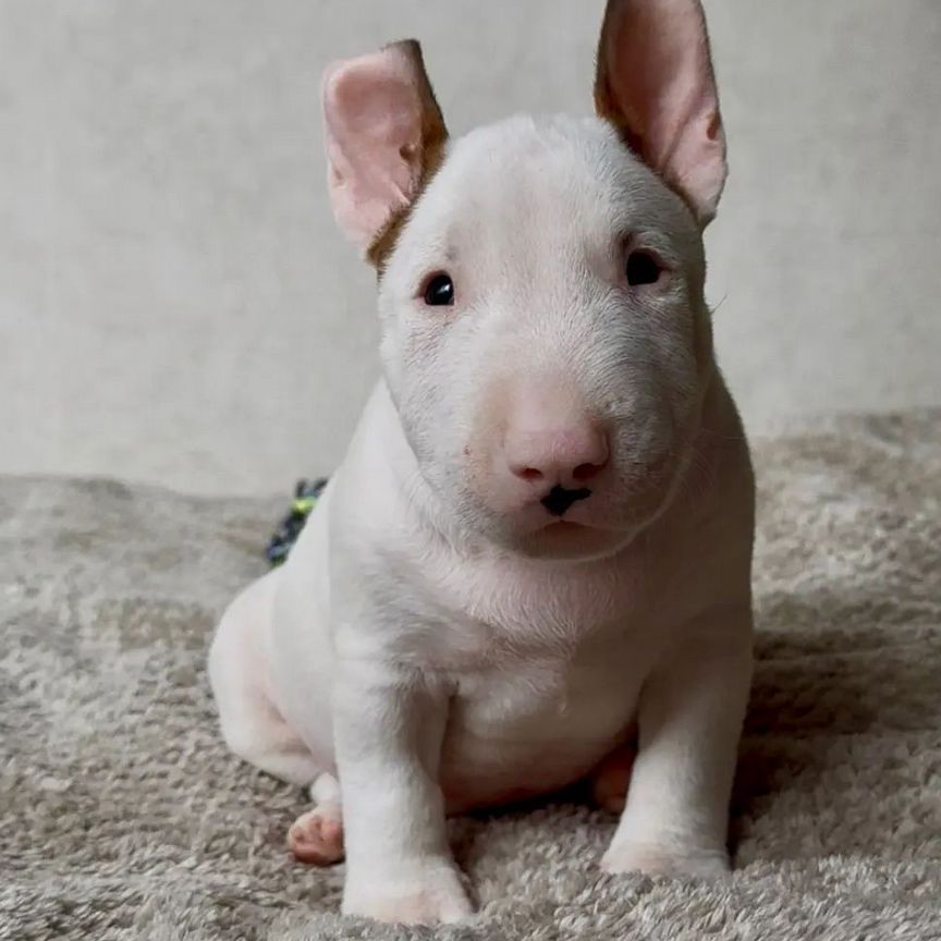 Мини-бультерьер, щенок