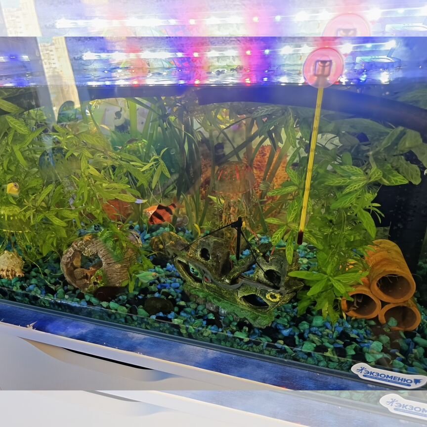 Аквариум с рыбками