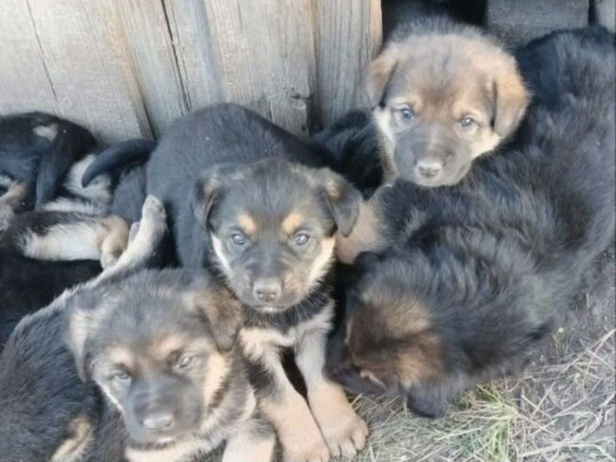 Карапузики