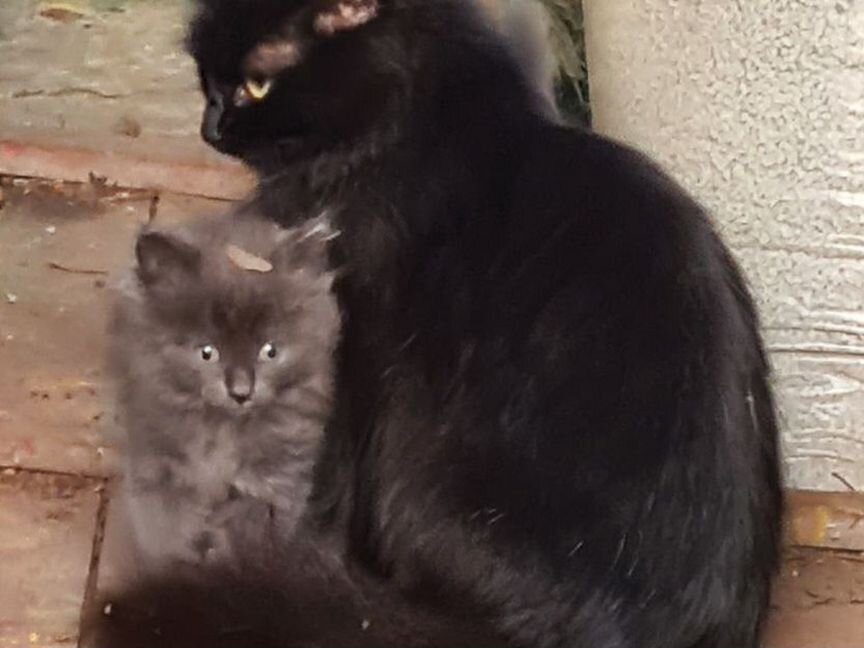 SOS Кошка с котятами на улице