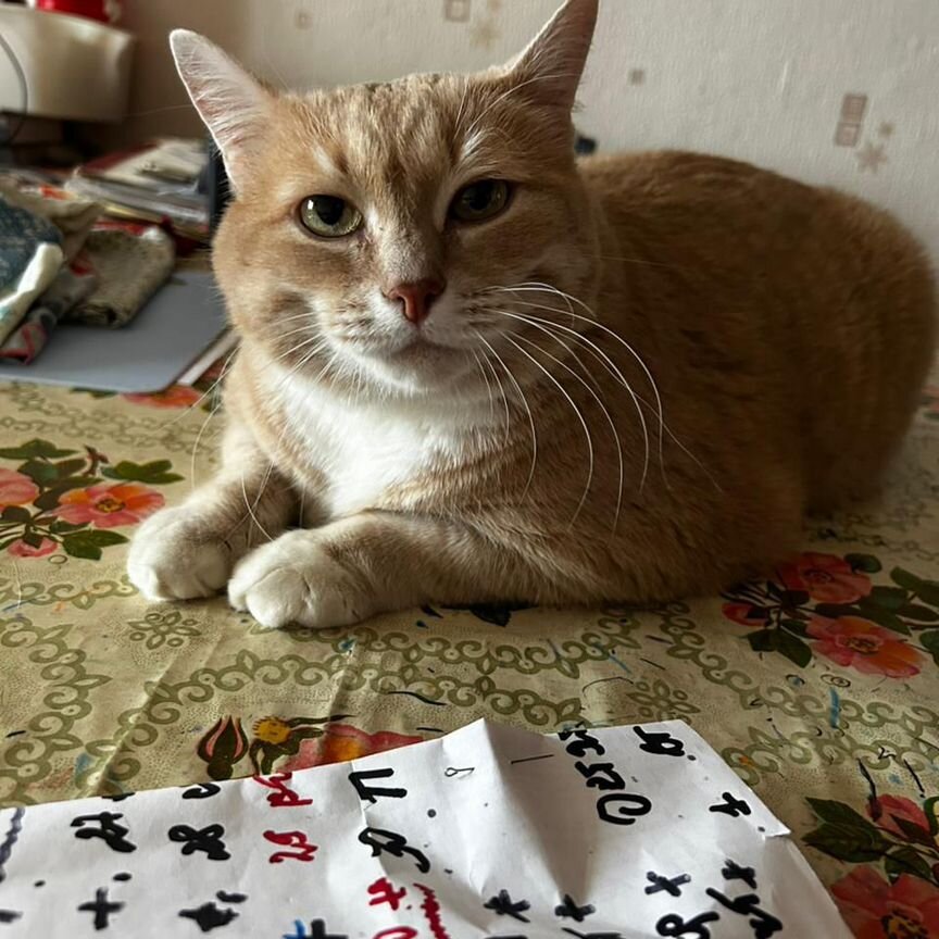 Кошка