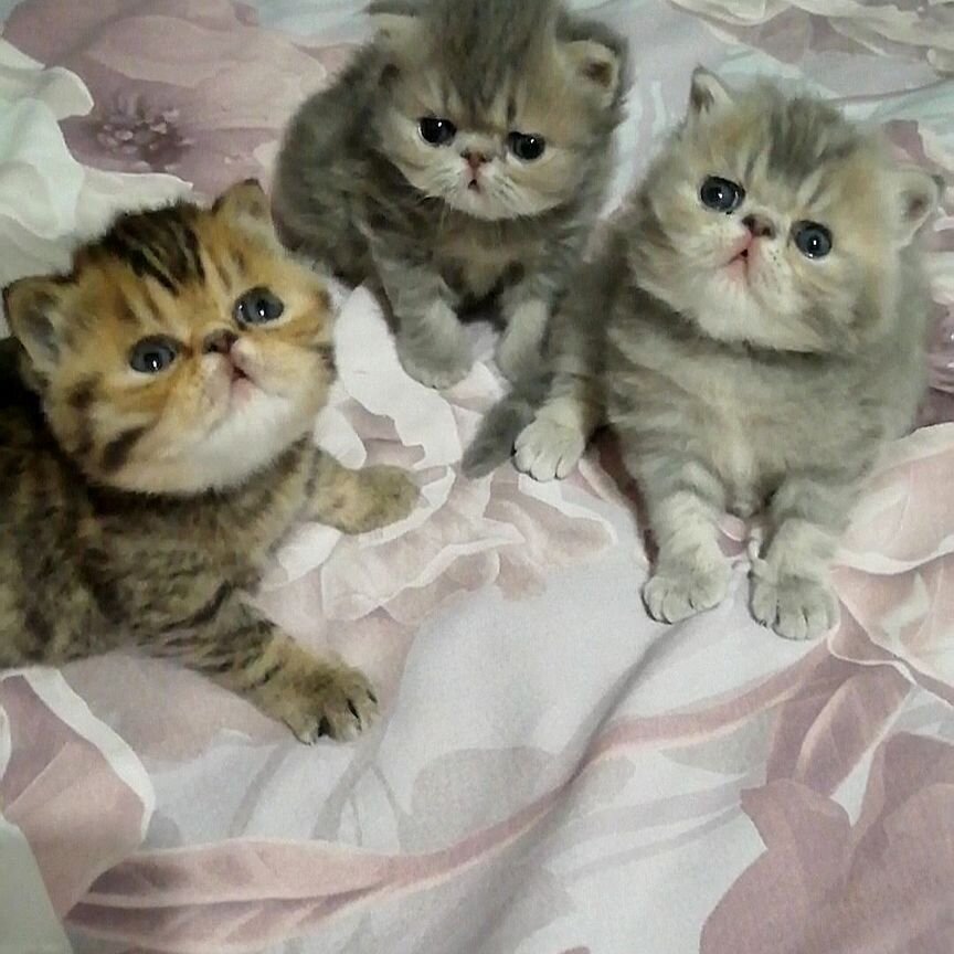 Котята