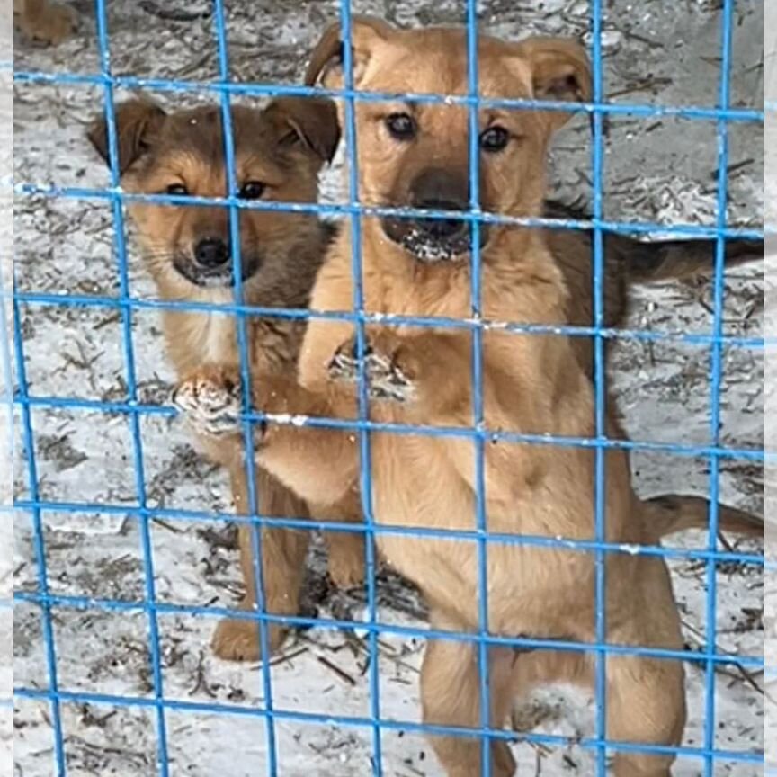 Щенок в добрые руки