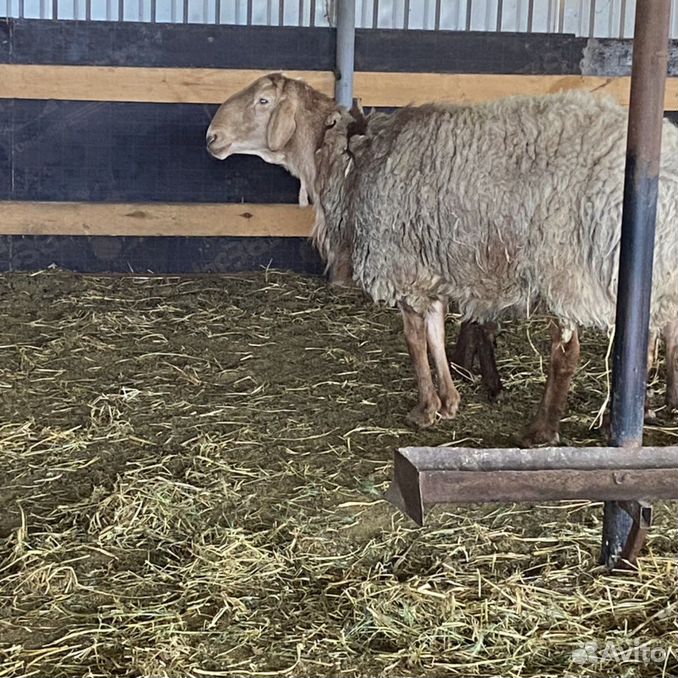 Гиссарская порода овец