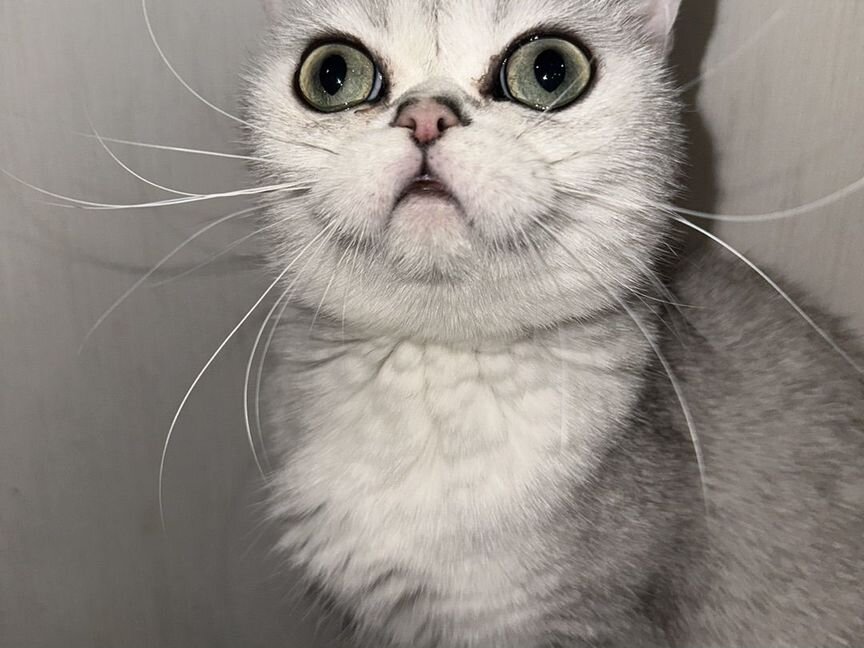 Шотландская прямоухая кошечка