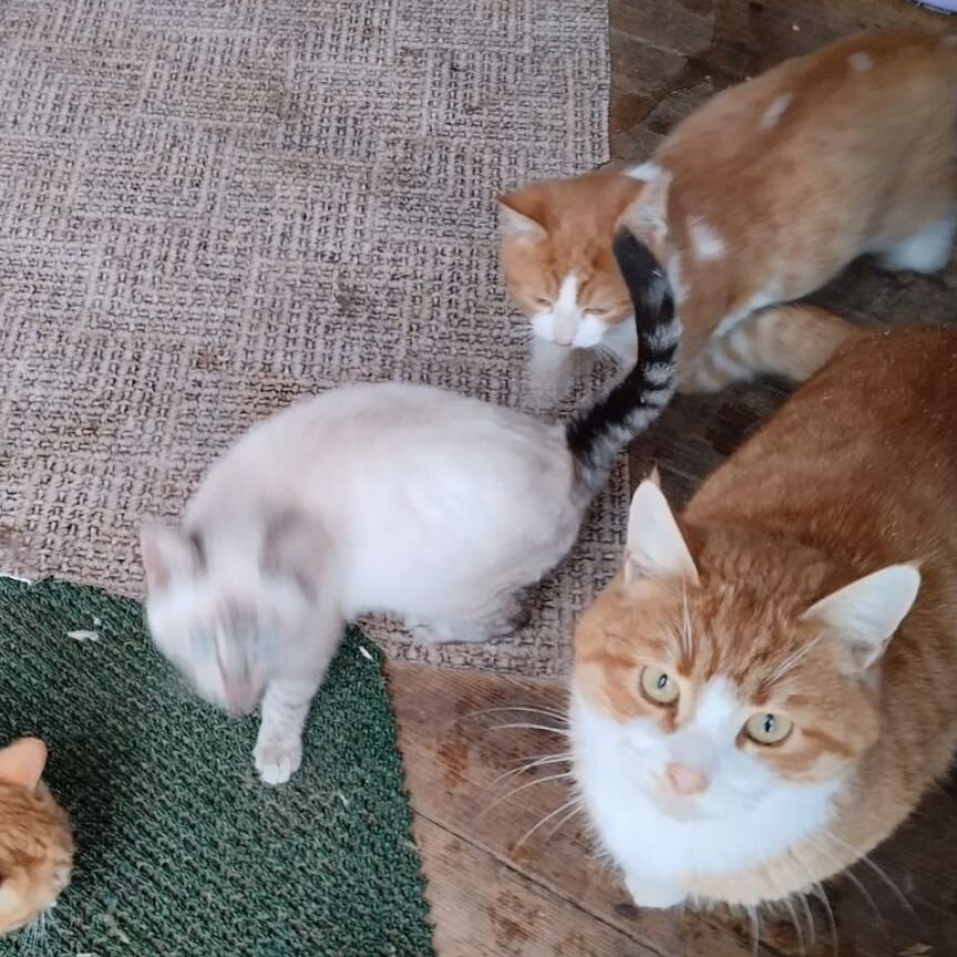 На улице котята рыжики сиамские