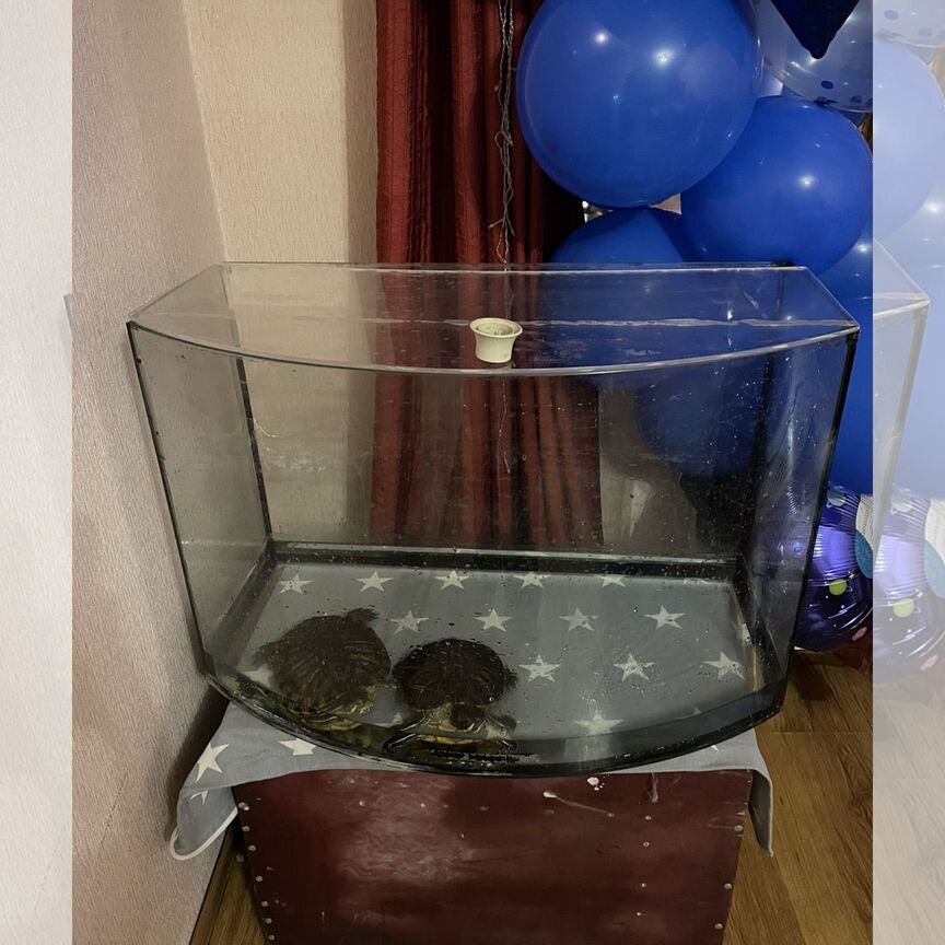 Продаю аквариум с черепашками красноухие