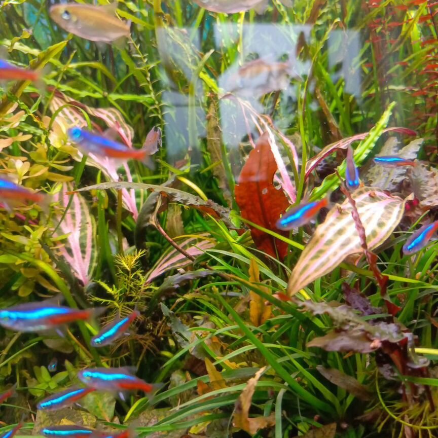 Рыбки неоны