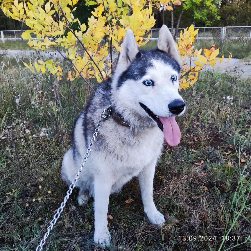 Сибирский хаски девочка