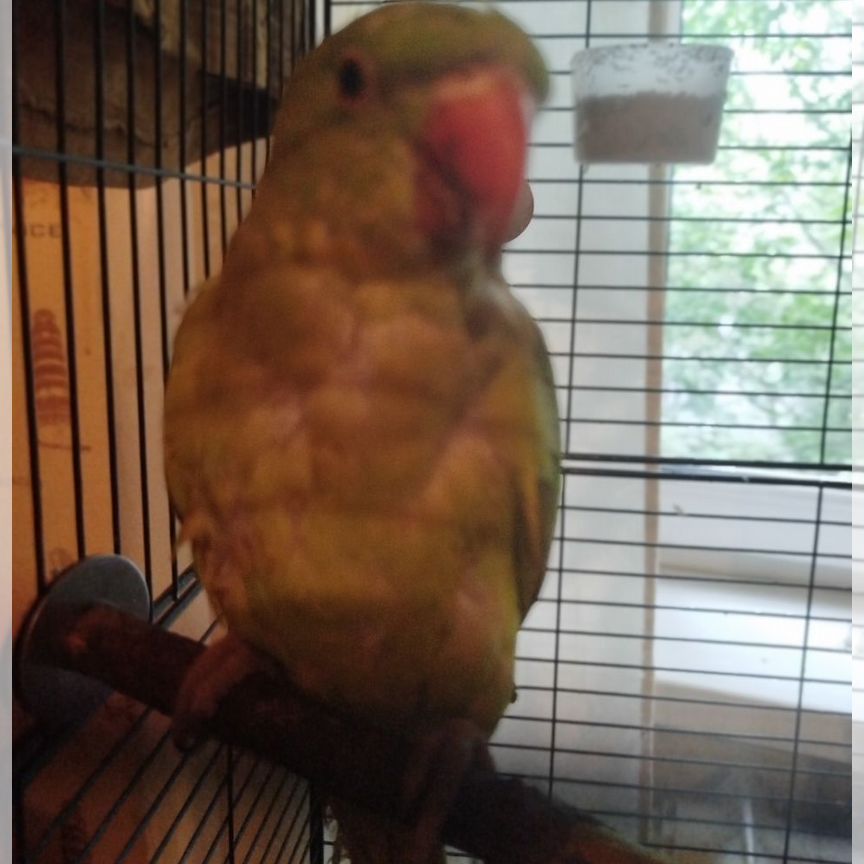 Потерялся попугай