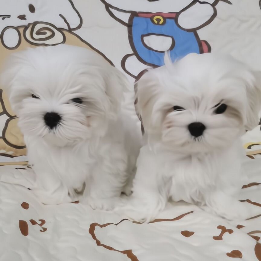 Мальтийская болонка, щенок