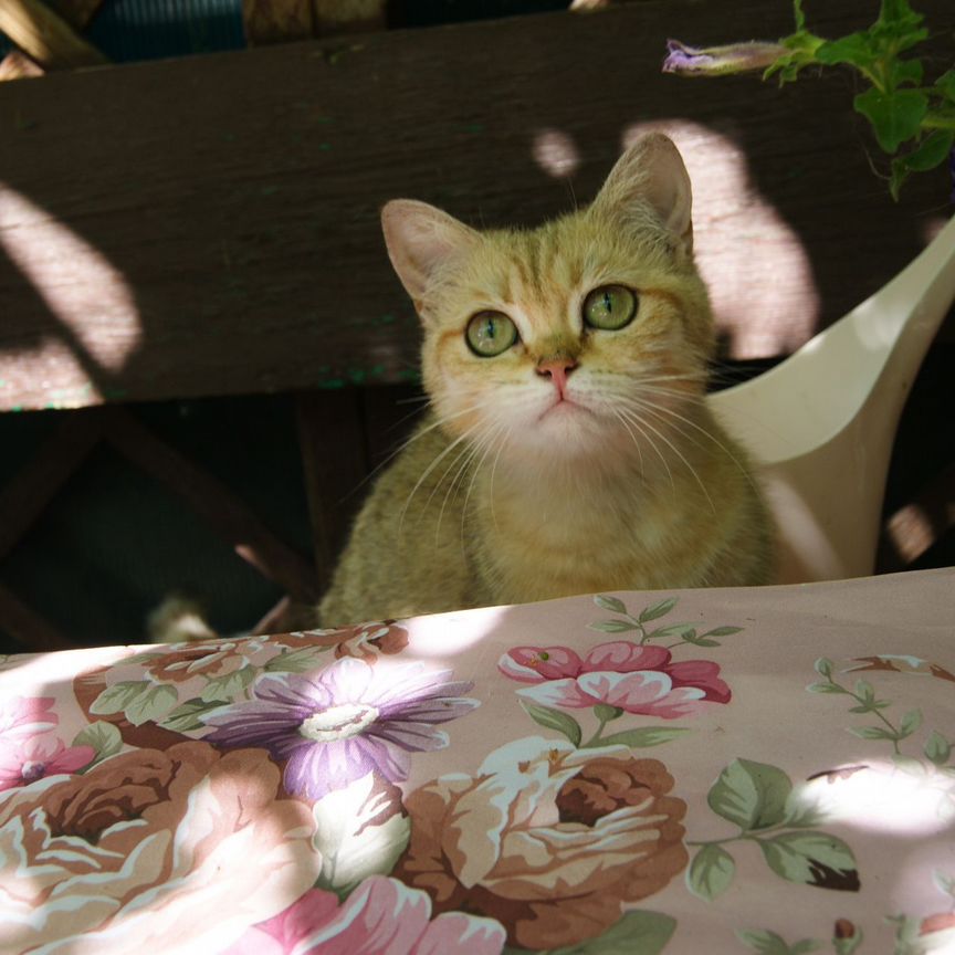 Кошка шотландская в разведение