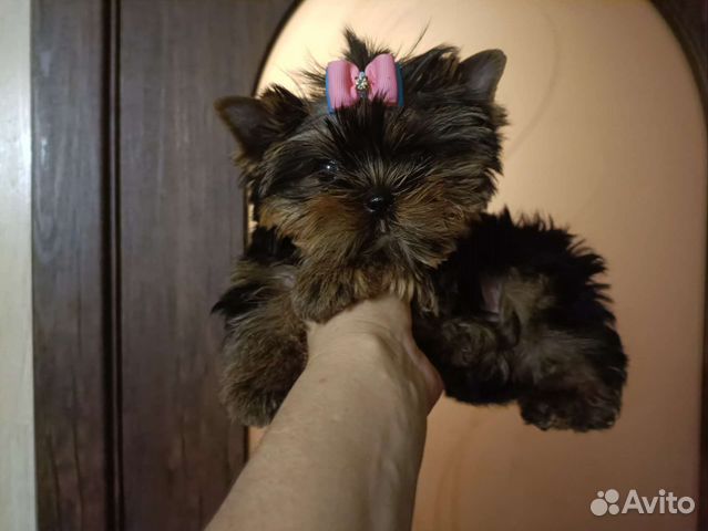 Мини. Принцесса. Документы РКФ