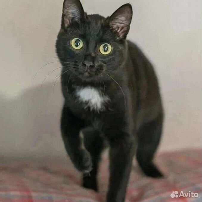 Кошечка Тина ищет дом