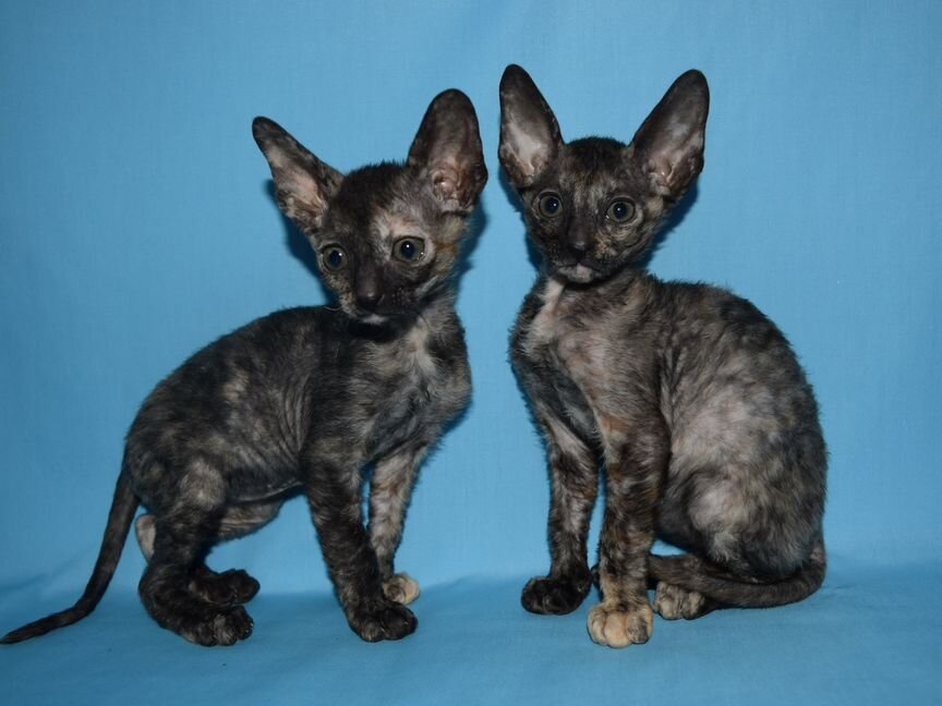 Корниш рекс кошечки