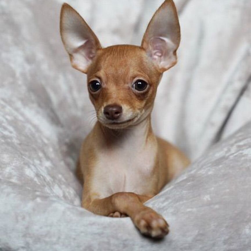 Русский той-терьер, щенок