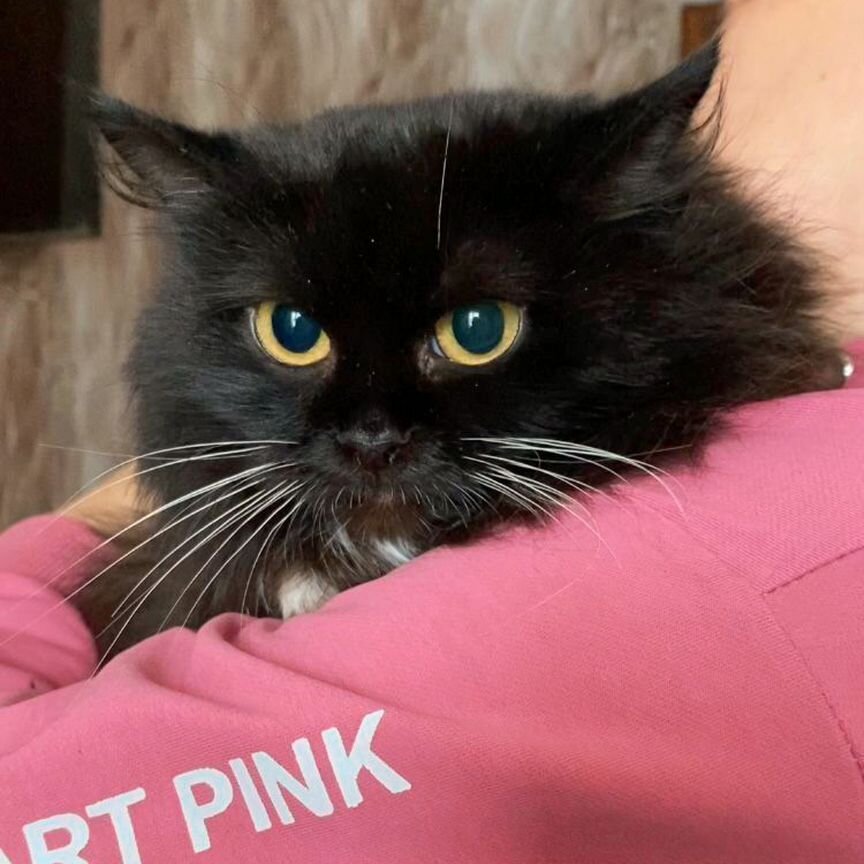 Стильная Агата