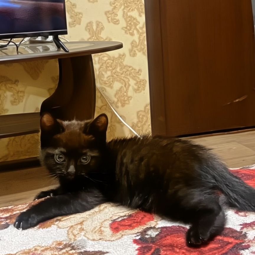 Котёнок в добрые руки