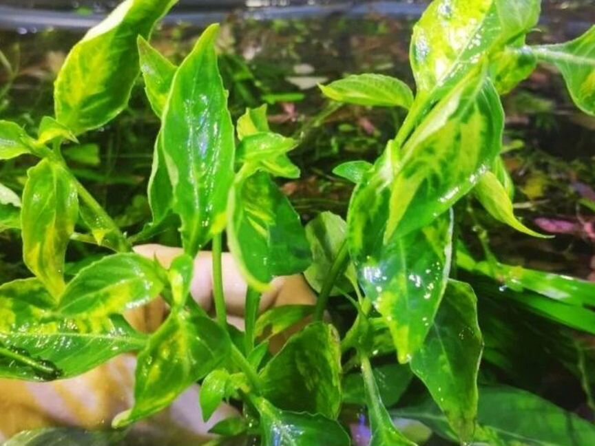 Аквариумное растение номафила (лимонник)