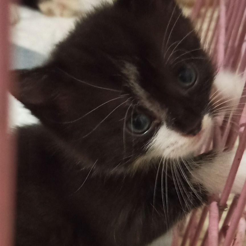 Котята в добрые руки 1 месяц