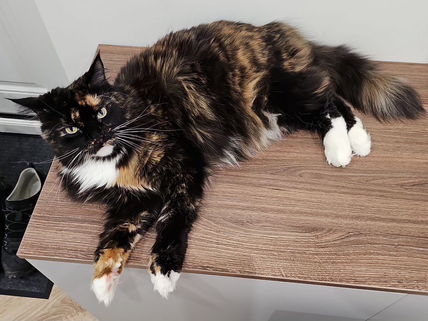 Пристраиваю красавицу