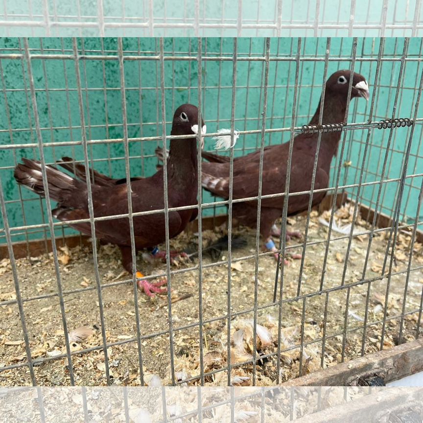 Голуби русские, монахи, шпанциря