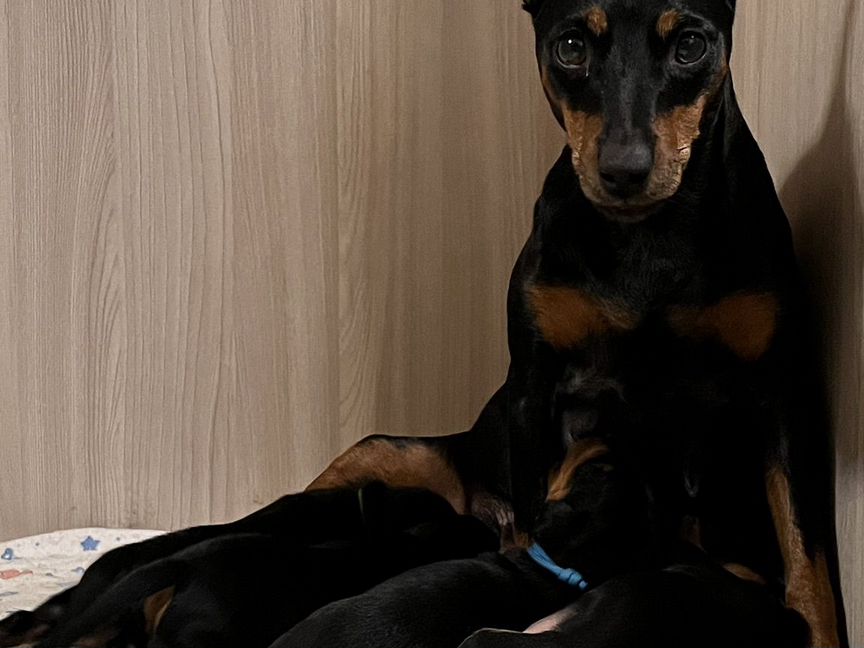 Цвергпинчер