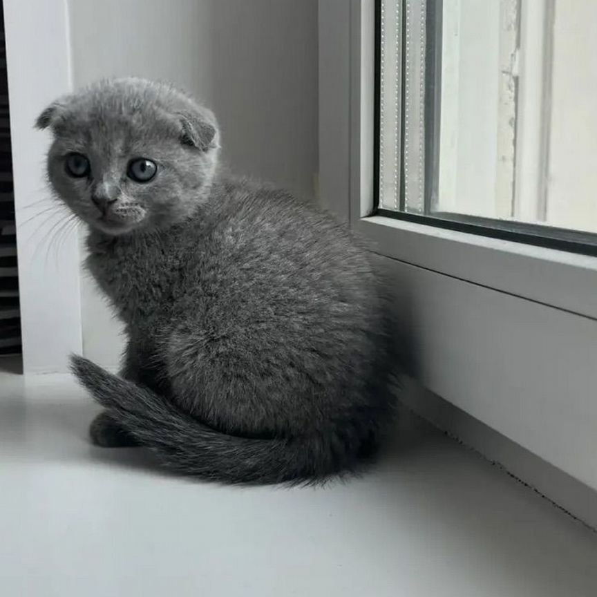 Шотландский вислоухий короткошёрстный котёнок