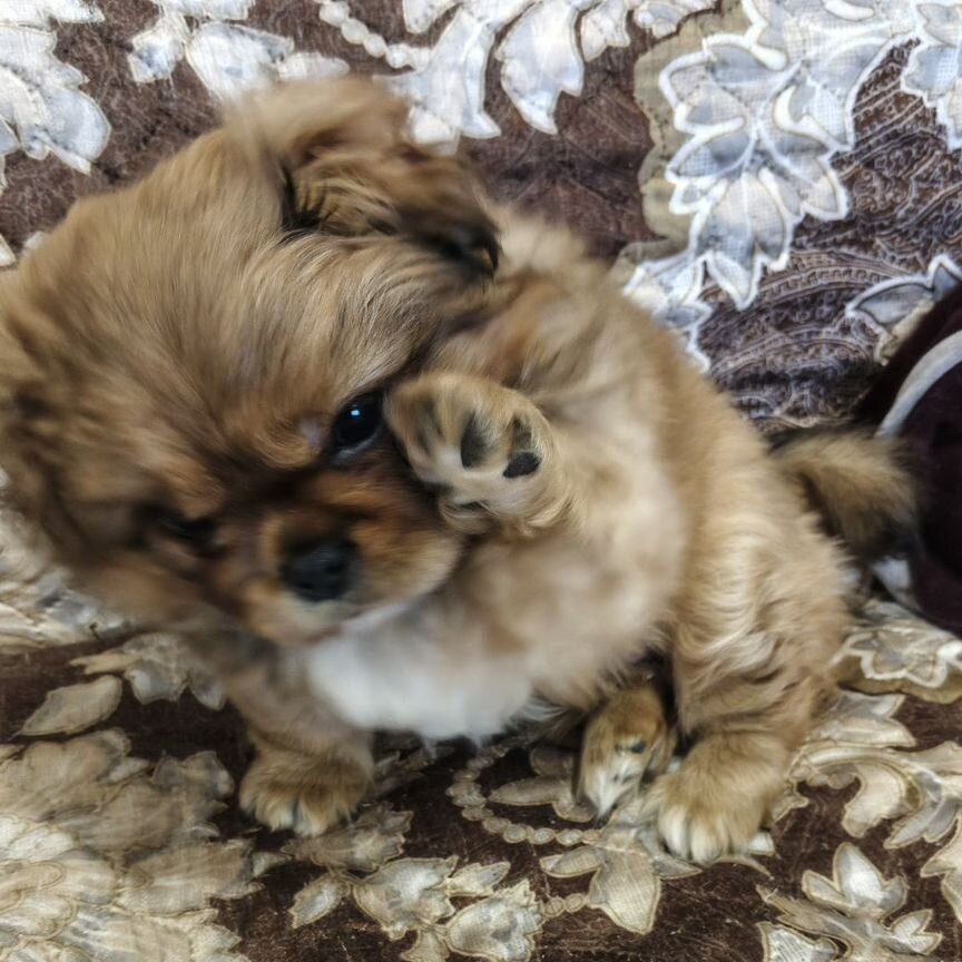 Пекинес, щенок