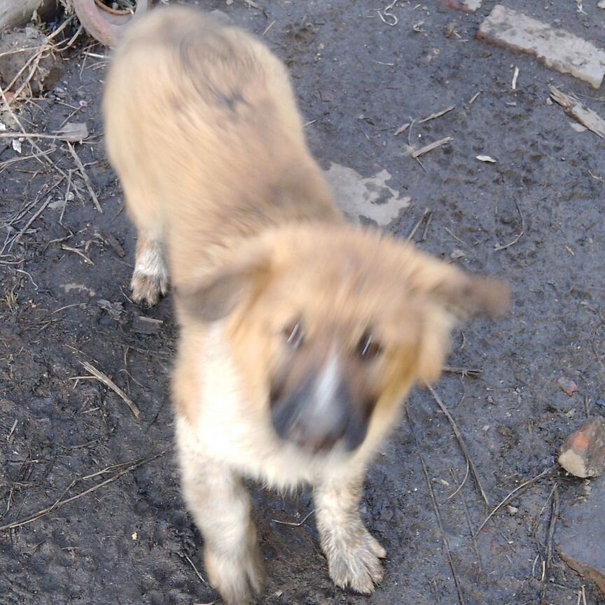 Щенок в добрые руки